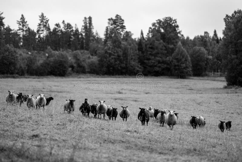 Sheep Grazing in a Meadow with Forest Backdrop. Stock Image - Image of ...