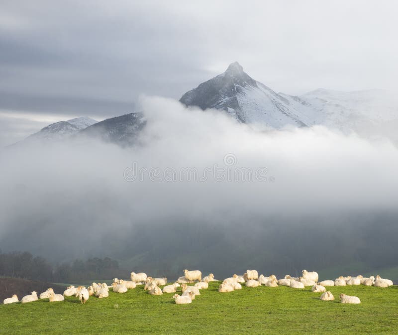 Sheep Grazing with the Mountains Above the Clouds Stock Image - Image ...