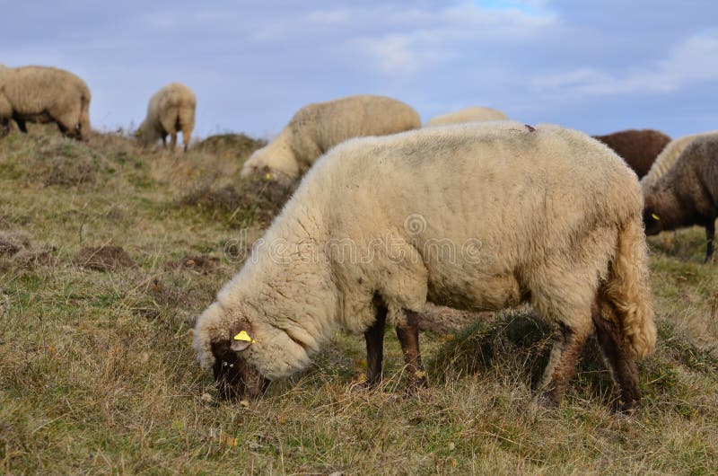 Sheep grazing in nature stock image. Image of scene, open - 85908565