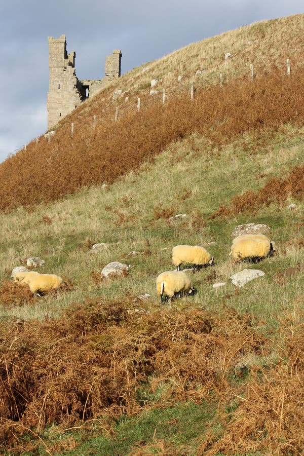 Sheep grazing near castle stock image. Image of remains - 43196463