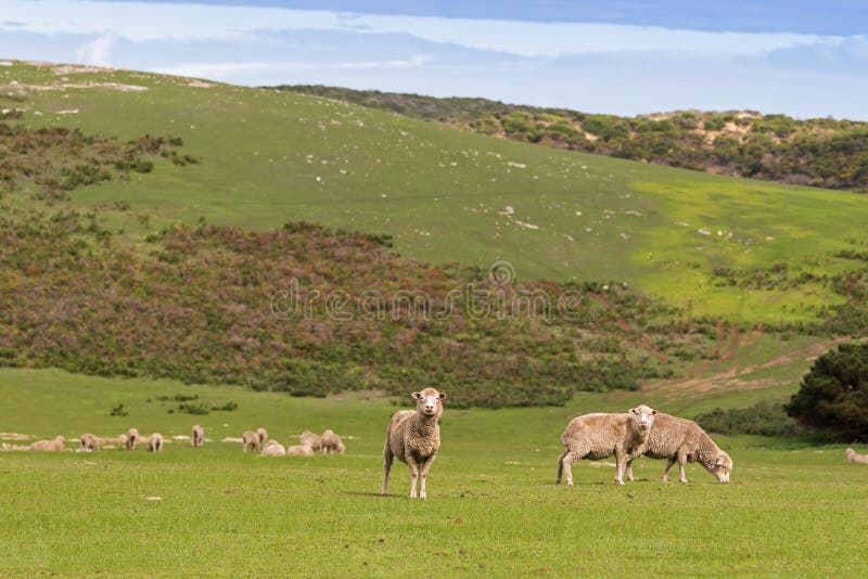 Sheep Grazing on the Open Green Meadows during Autumn in Austral Stock ...