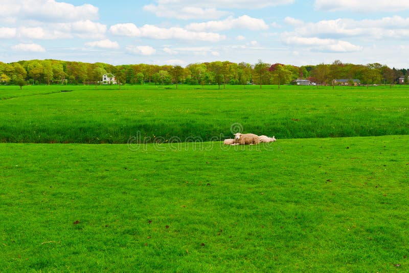 Sheep stock image. Image of lawn, cityscape, fleecy, flock - 36792123