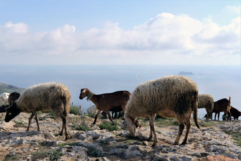 Sheep Grazing Over Dingli Cliffs in Malta Stock Image - Image of green ...