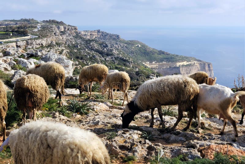 Sheep Grazing Over Dingli Cliffs in Malta Stock Photo - Image of flock ...