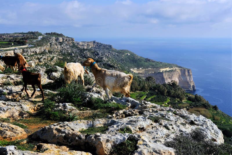 Sheep grazing in pasture stock image. Image of farmland - 172186521
