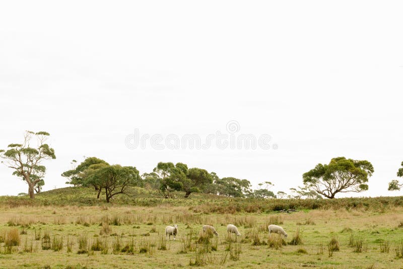 Australian Sheep Station Stock Photos - Free & Royalty-Free Stock ...