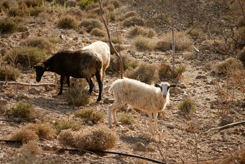 Sheep Grazing on a Pasture Burnt by the Sun Stock Image - Image of ...