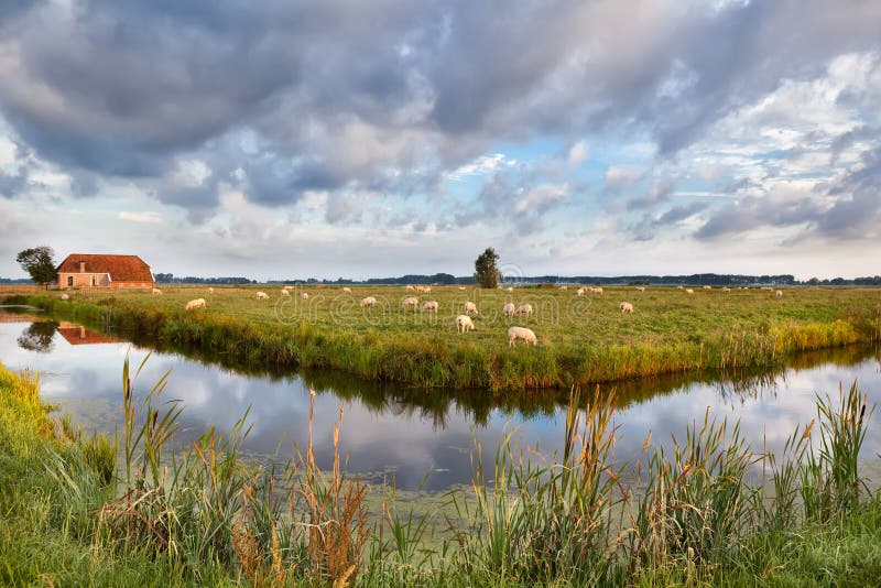 Sheep Grazing on Pasture by Farmhouse Stock Image - Image of orange ...
