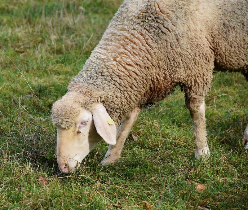 Sheep, Grazing, Pasture, Grass Picture. Image: 106445709