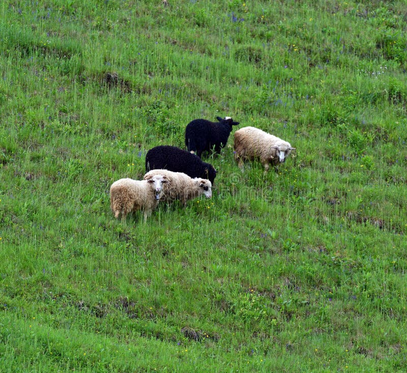 Sheep stock image. Image of spring, pets, fauna, grazing - 38855743