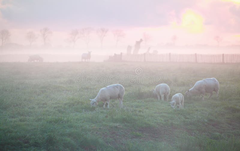 Sheep Grazing on Pasture at Sunrise Stock Image - Image of serene ...