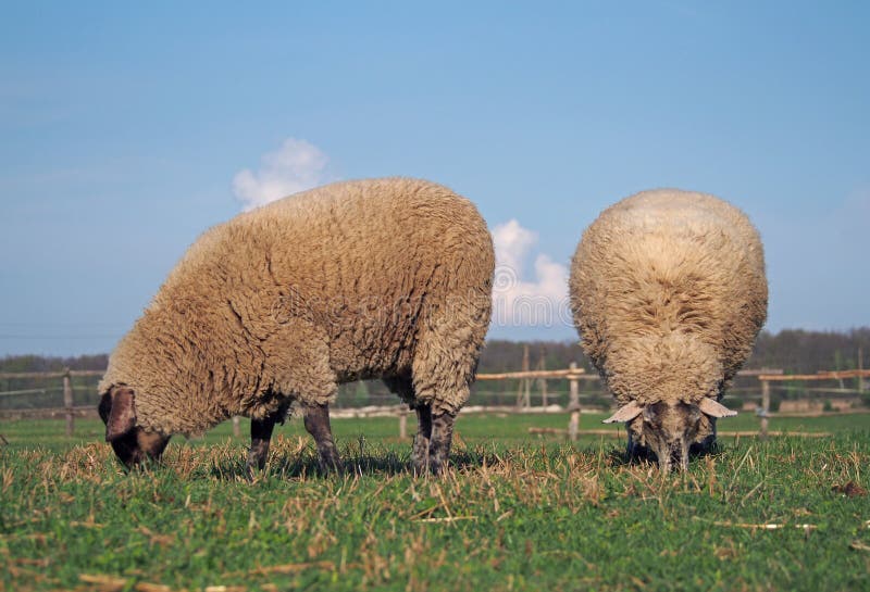 Sheep grazing on a pasture stock photo. Image of livestock - 40148106