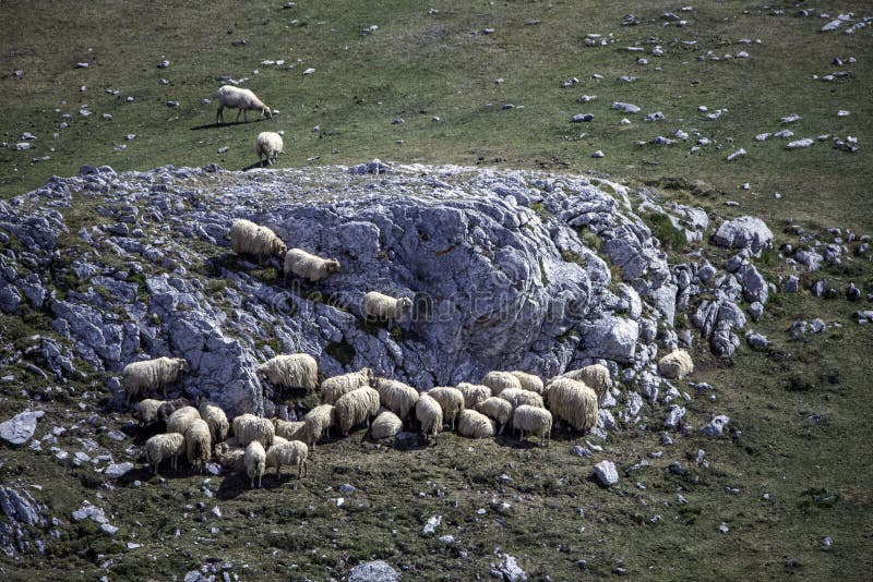 Sheep grazing in the bush stock image. Image of fertility - 344135031