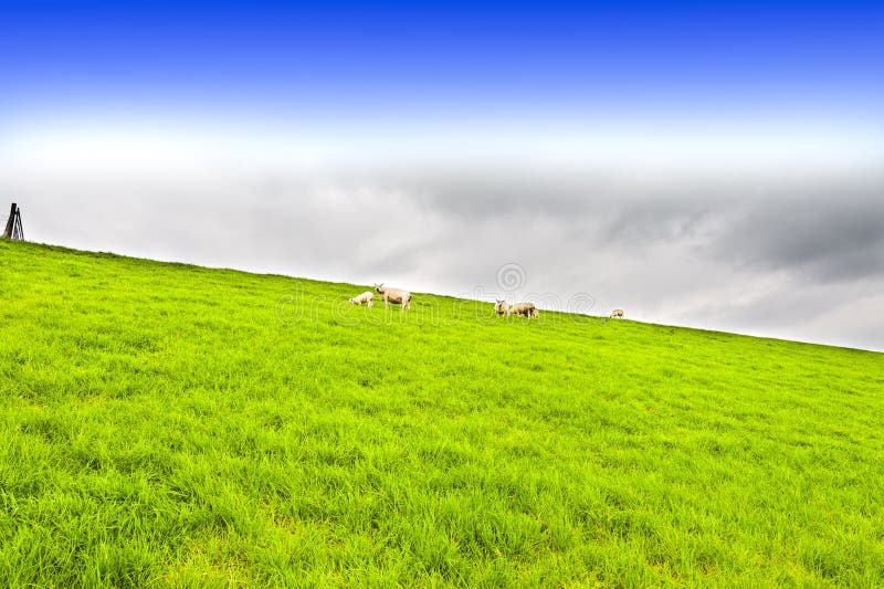 Sheep Grazing on Protective Dam Stock Photo - Image of holland, crowd ...