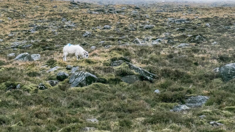 Sheep Grazing on a Rocky Hillside in a Misty Landscape during an ...