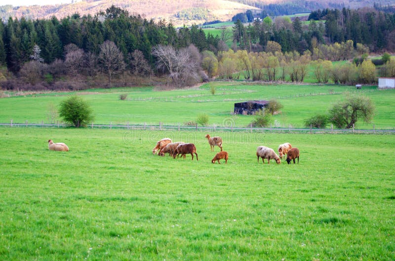 Sheep Grazing in Scenic Countryside Field Landscape Stock Photo - Image ...