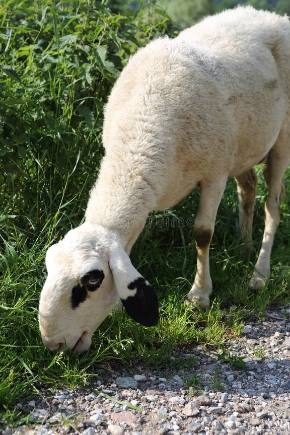 Sheep stock photo. Image of flock, herbivore, search - 74466994