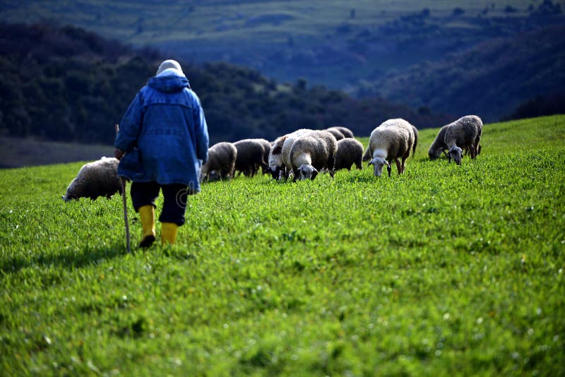 Sheep Grazing Shepherd and Pasture Stock Photo - Image of outdoor, feed ...