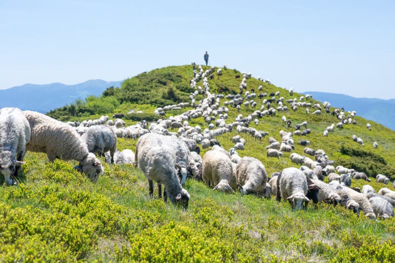 Sheep Grazing on the Slopes of Ukrainian Carpathians Stock Photo ...