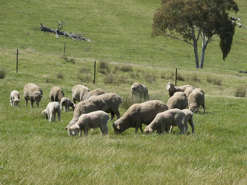 Merino sheep grazing. stock photo. Image of grass, paddock - 100165814