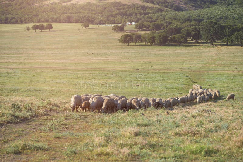 Sheep Grazing in Summer Time Stock Photo - Image of green, lamb: 123528810