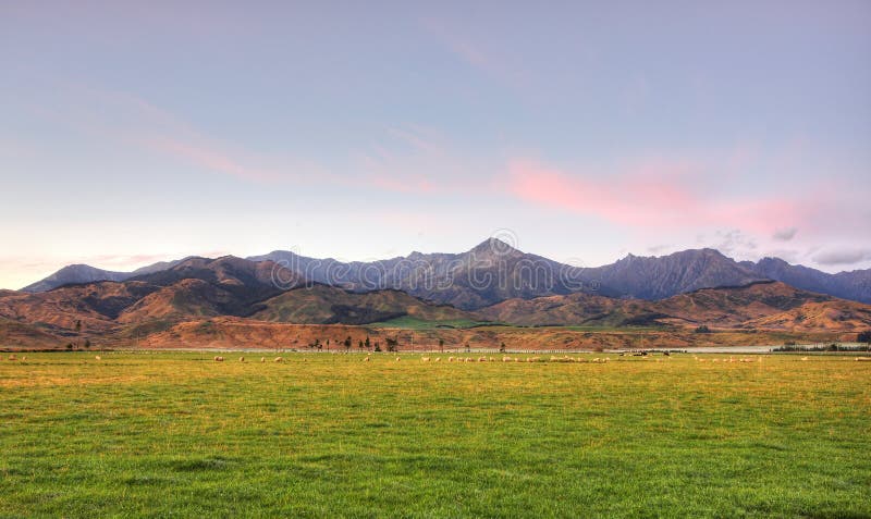 Sheep Grazing at Sunrise stock photo. Image of background - 8968934