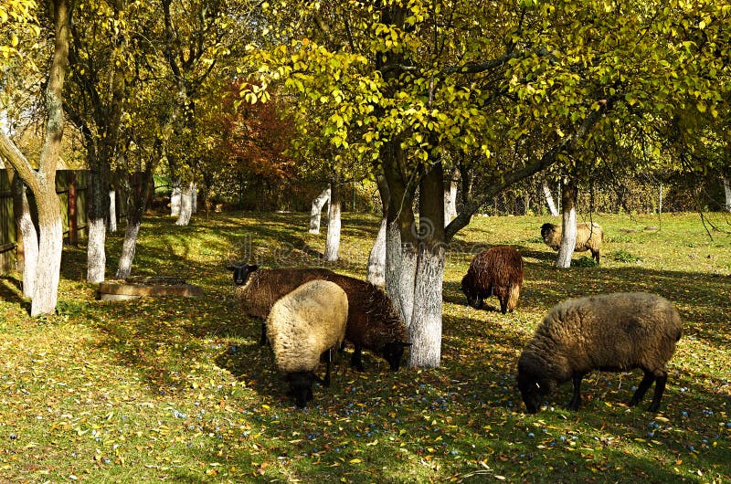 Sheep Grazing among the Trees. Stock Photo - Image of sheep ...