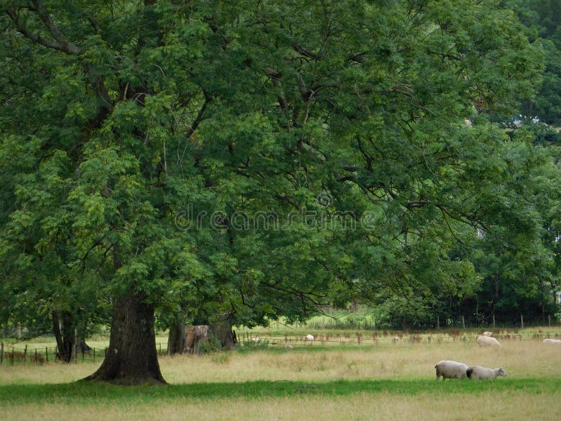 Sheep Grazing in a Field Under a Tree Stock Image - Image of cumbria ...