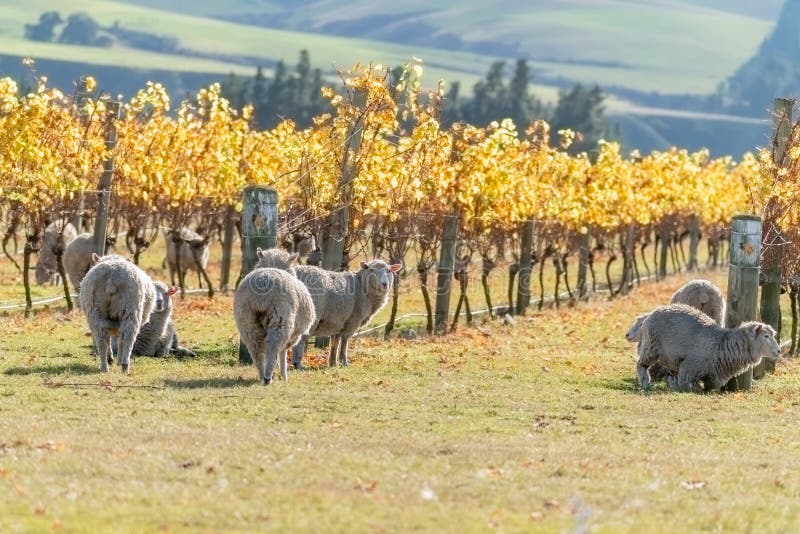 Sheep Grazing Under Vineyards Stock Image - Image of grazing, foliage ...