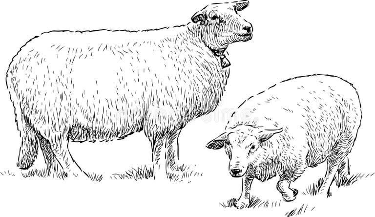 Merino Sheep Stock Illustrations – 1,667 Merino Sheep Stock ...