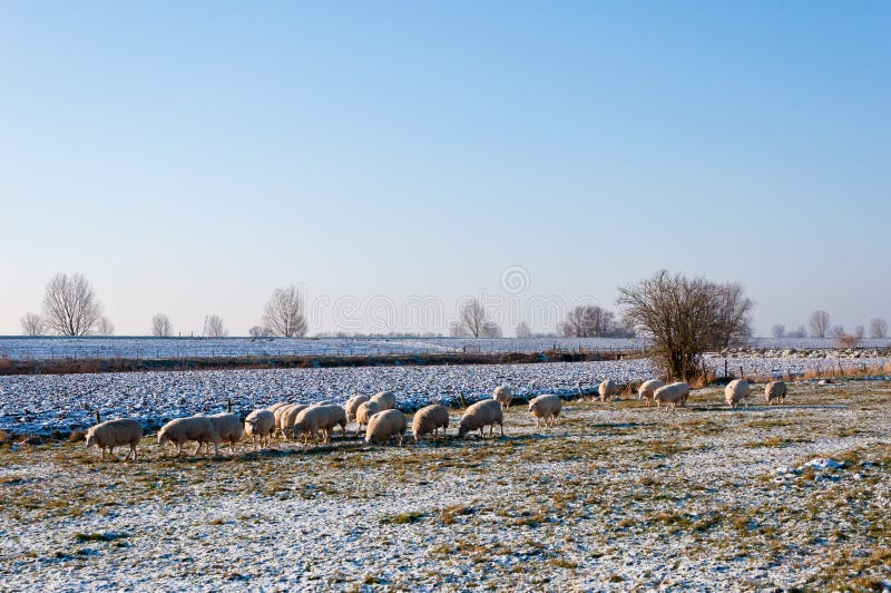 Sheep grazing in winter stock photo. Image of netherlands - 23146578