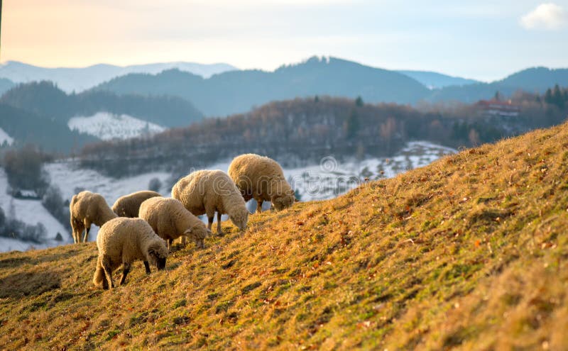 Sheep Grazing in Winter Time Stock Photo - Image of animals, farming ...