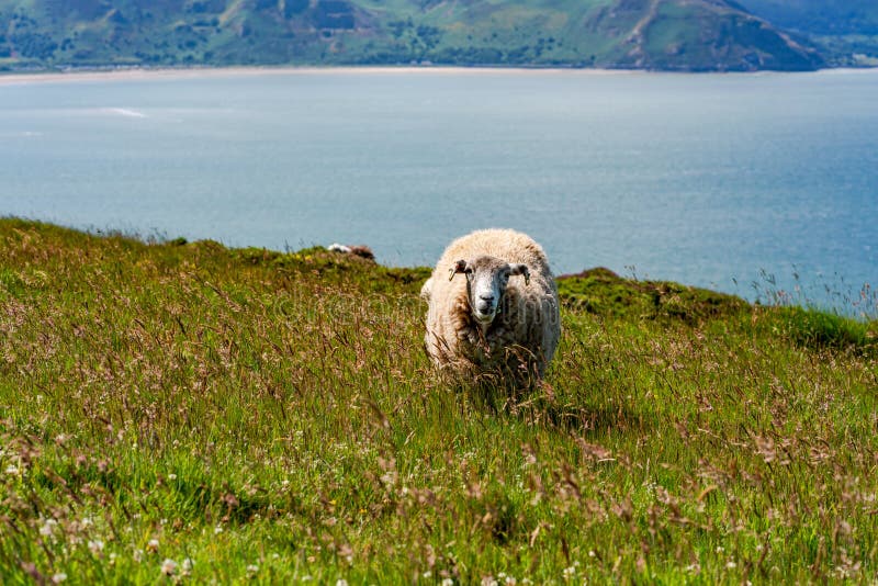 The great sheep escape stock photo. Image of sheep, great - 65210434