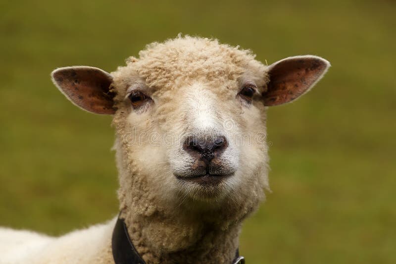 Sheep on the Green Carpet, of Grass Stock Image - Image of baby ...