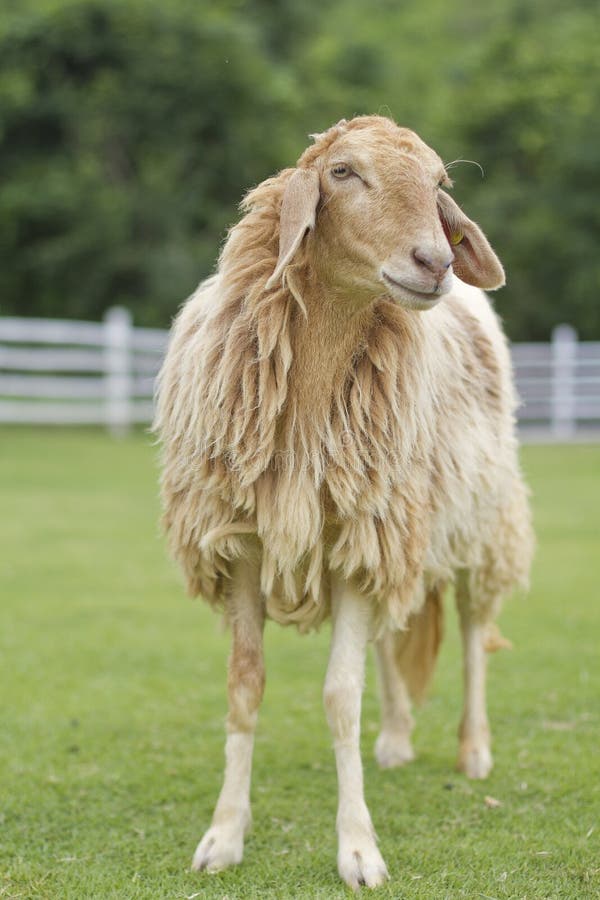 Sheep on Green field stock photo. Image of pampas, meadow - 19863910