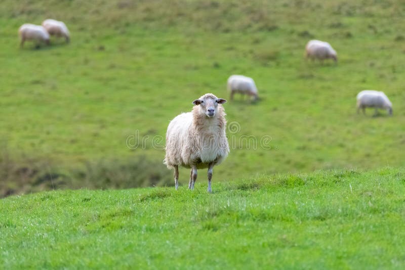 Sheep in a Green Field in the Basque, France Stock Photo - Image of ...