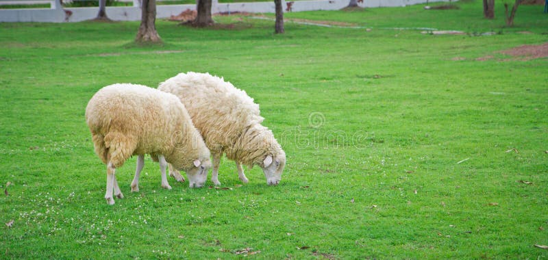 Sheep in green field farm stock photo. Image of germany - 32379064