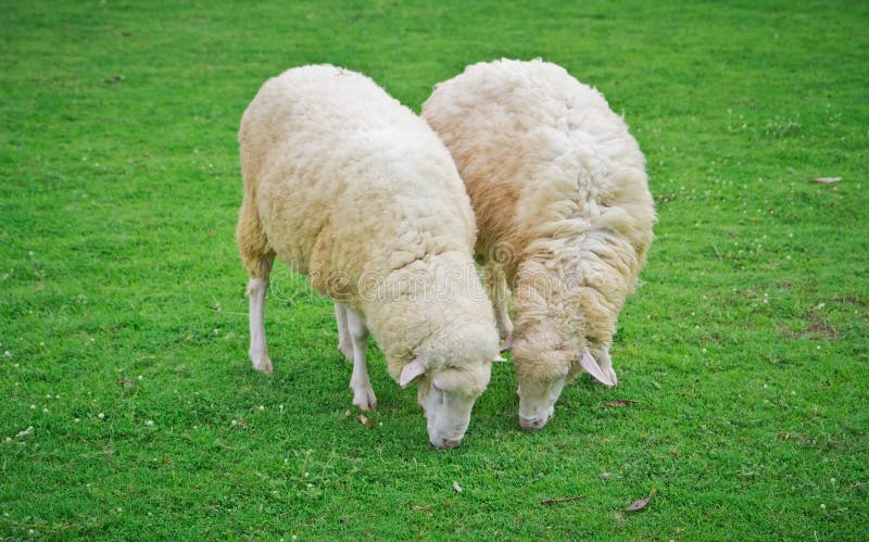 Sheep in green field farm stock photo. Image of flock - 32379486