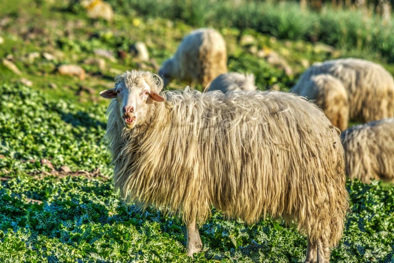 167 Sardinia Sheep Lamb Stock Photos - Free & Royalty-Free Stock Photos ...