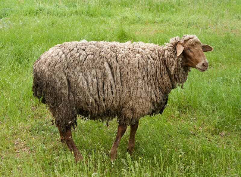 Sheep on green field stock photo. Image of graze, face - 92664694