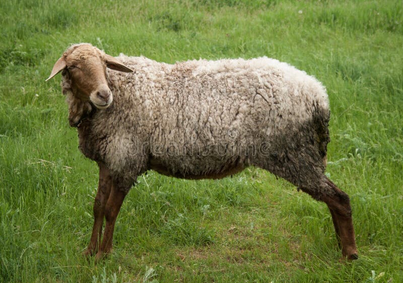 Sheep on green field stock photo. Image of wild, cute - 92664888