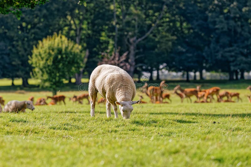 Sheep stock photo. Image of farm, animals, agriculture - 82959400