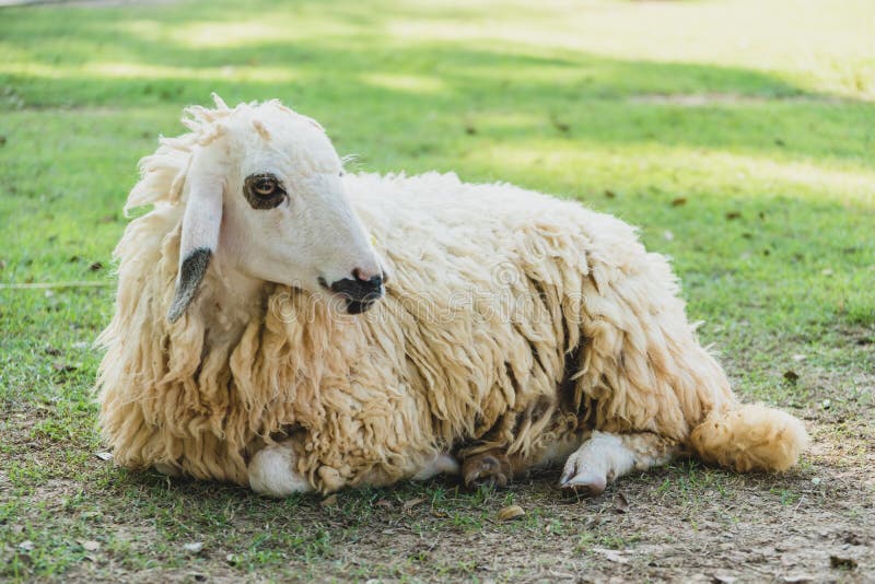 Sheep on green grass stock image. Image of mammal, nature - 103700075
