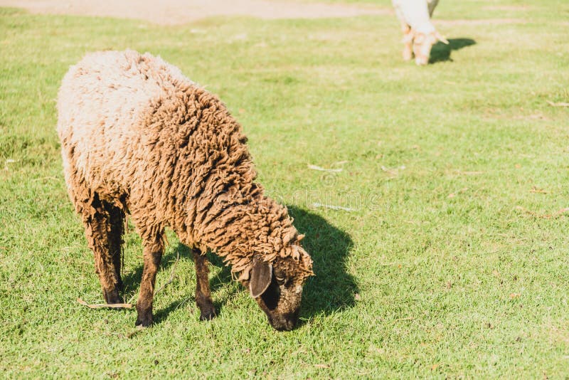 Sheep on green grass stock image. Image of green, farming - 103996159