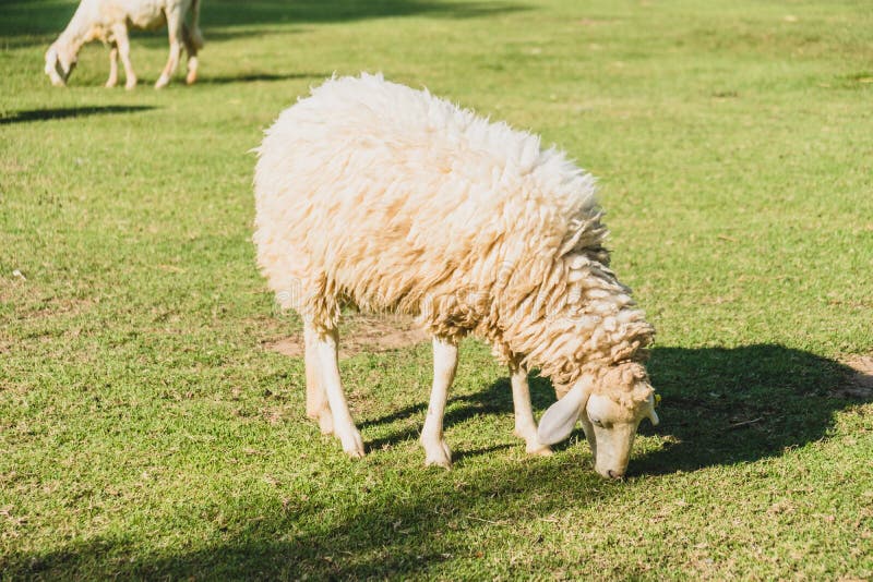 Sheep on green grass stock image. Image of summer, wool - 105036817
