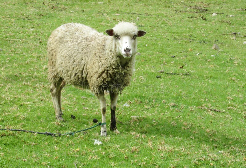 Sheep on green grass stock image. Image of herd, country - 79680345