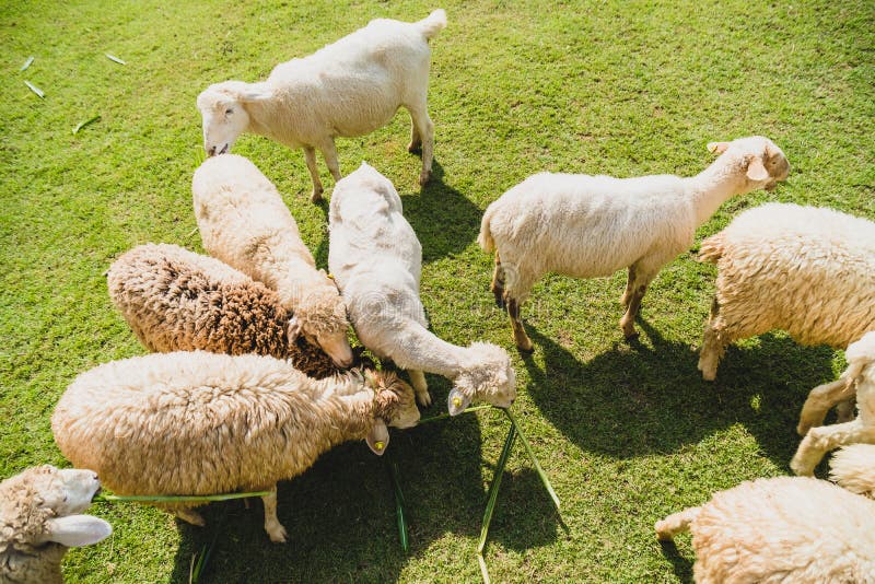 Sheep on green grass stock image. Image of summer, white - 103223351
