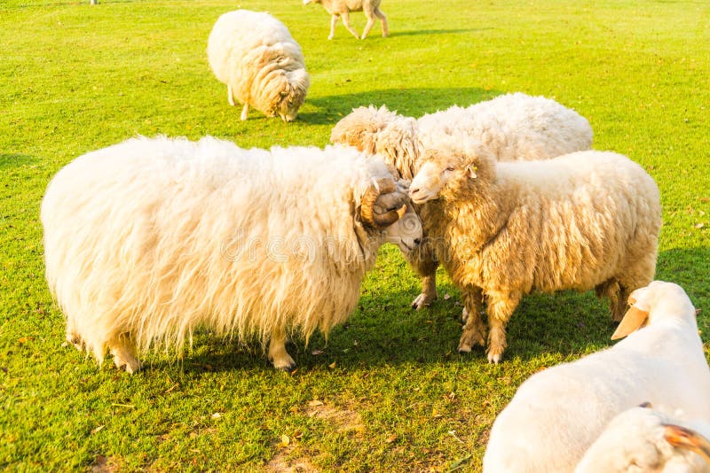 Sheep on green grass stock image. Image of agriculture - 110720413