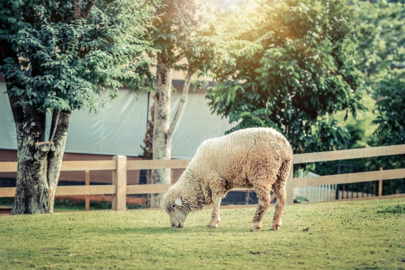 Sheep on Green Grass Field in Farm House. Stock Photo - Image of cute ...