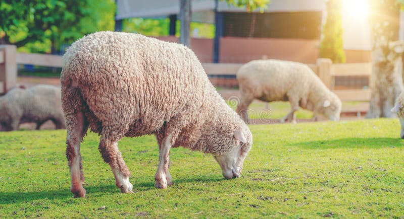 Sheep on Green Grass Field in Farm House. Stock Photo - Image of ...
